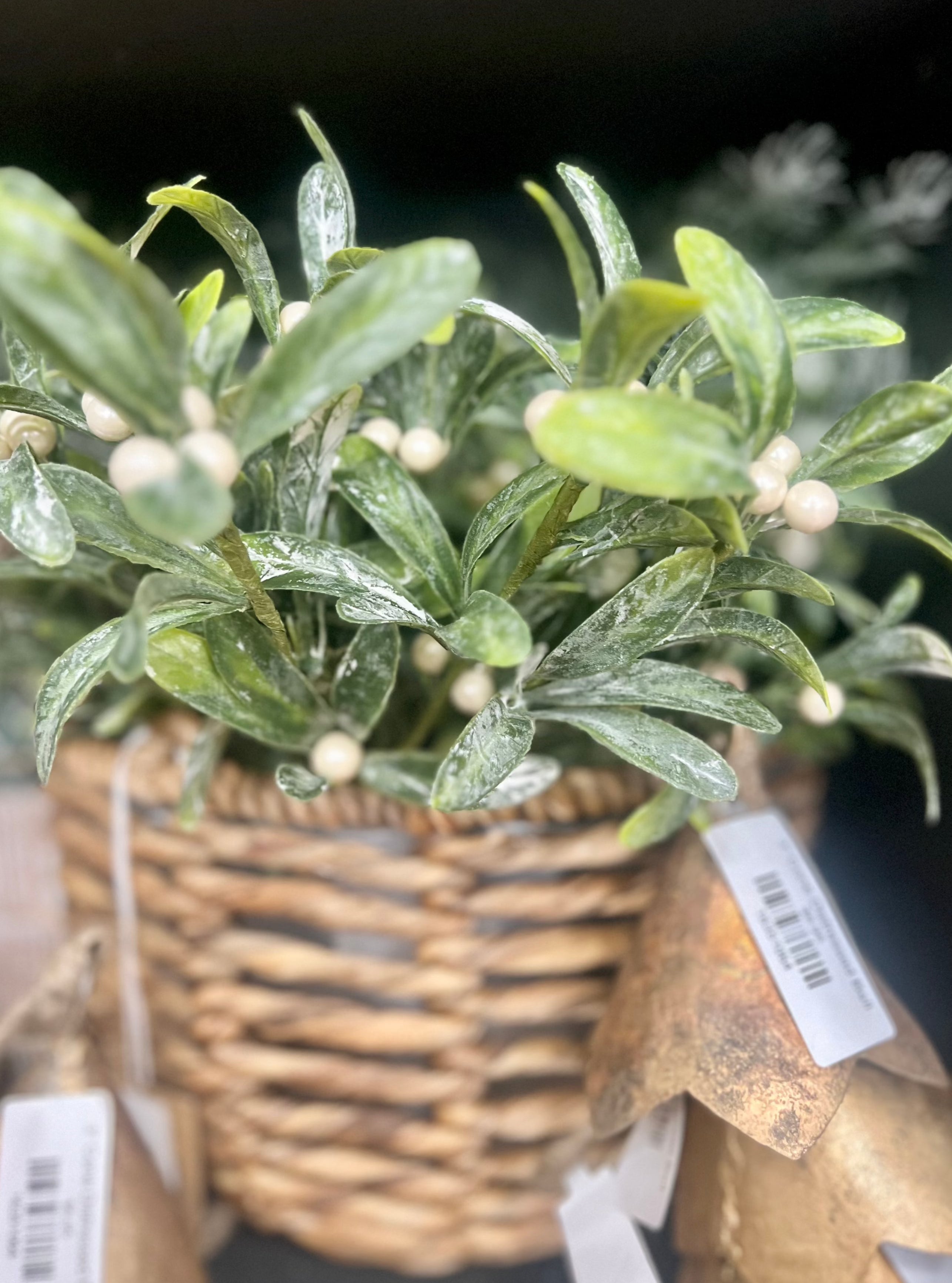 Mistletoe Cluster – Terra Cottage