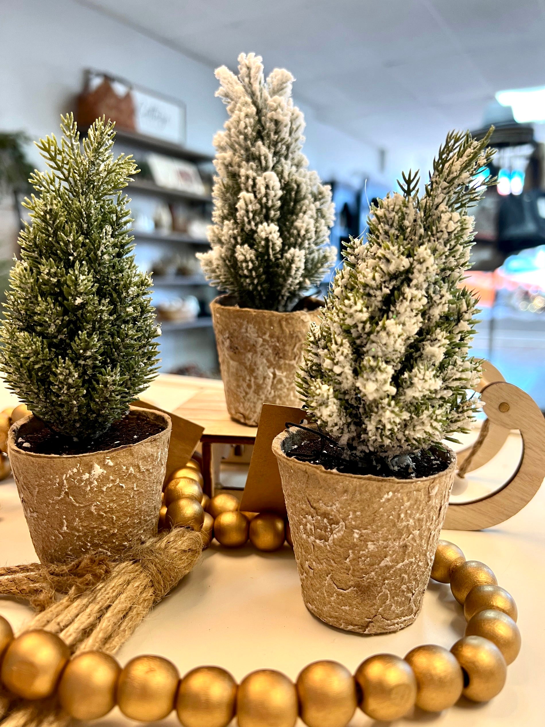 Mini Pine Tree In Paper Pot – Terra Cottage